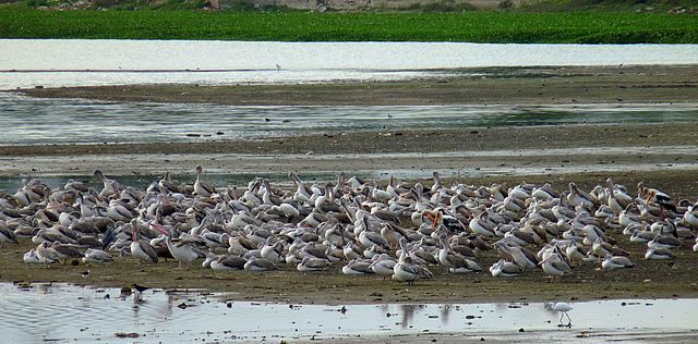 Directorate of Town Panchayats, Tamil Nadu பேரூராட்சிகள் இயக்ககம் ...